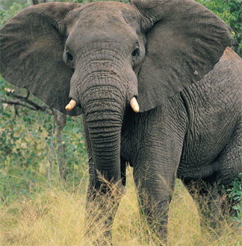 Reba Elephant project at emaze Presentation